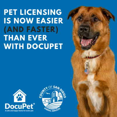 Dog License