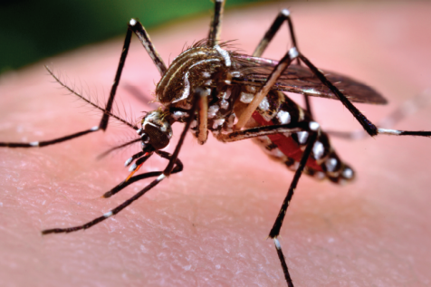 do black mosquitoes bite