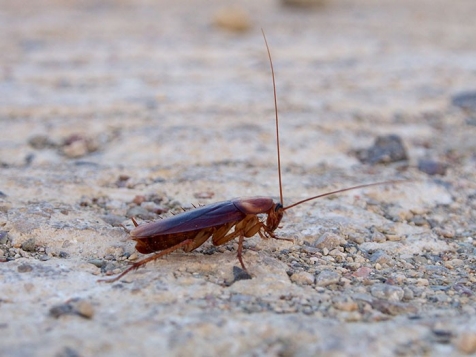 cockroach pictures