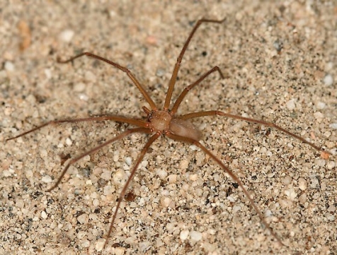 red and brown spider california